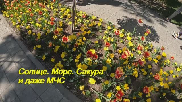 Анапа. Солнце, море, сакура и даже МЧС