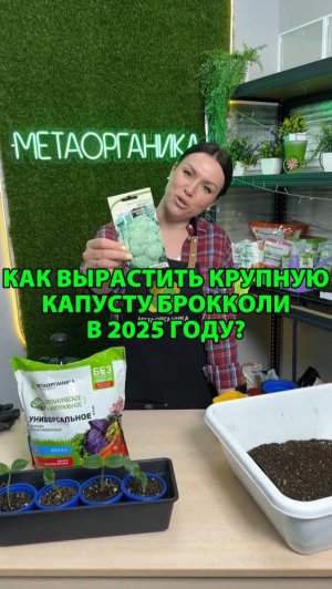 Как вырастить крупную капусту брокколи в 2025 году?