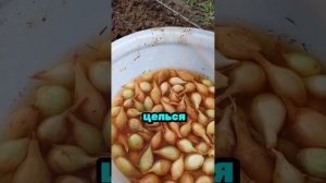 Большой лук с обработкой