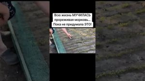 Чтобы была большая морковь надо проредить