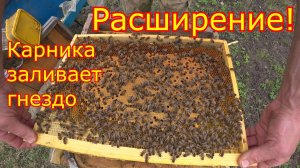 ЭКСТРЕННОЕ РАСШИРЕНИЕ семей! КАРНИКА в СИБИРИ! Бурное развитие!