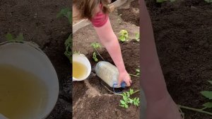 Автономный полив рассады