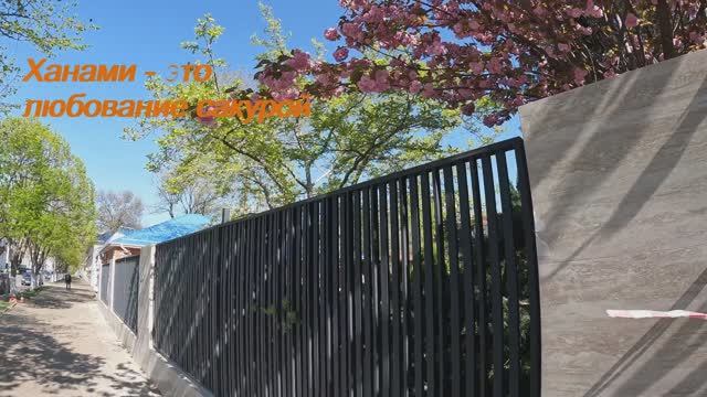 Ханами - это праздник любования сакурой