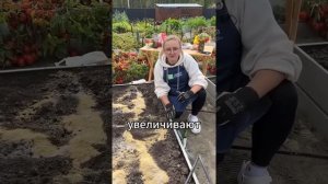 Большой чеснок с подкормкой