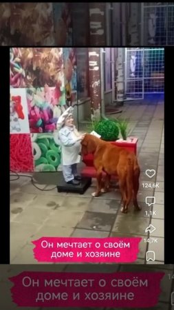 Этот бездомный пес мечтает о человеческой ласке