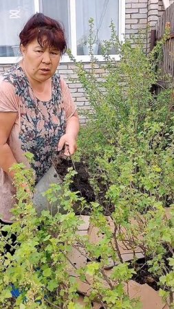 Избавиться от сорняков под кустами