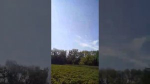 Окучивание раннего картофеля. Сорт Коломба
