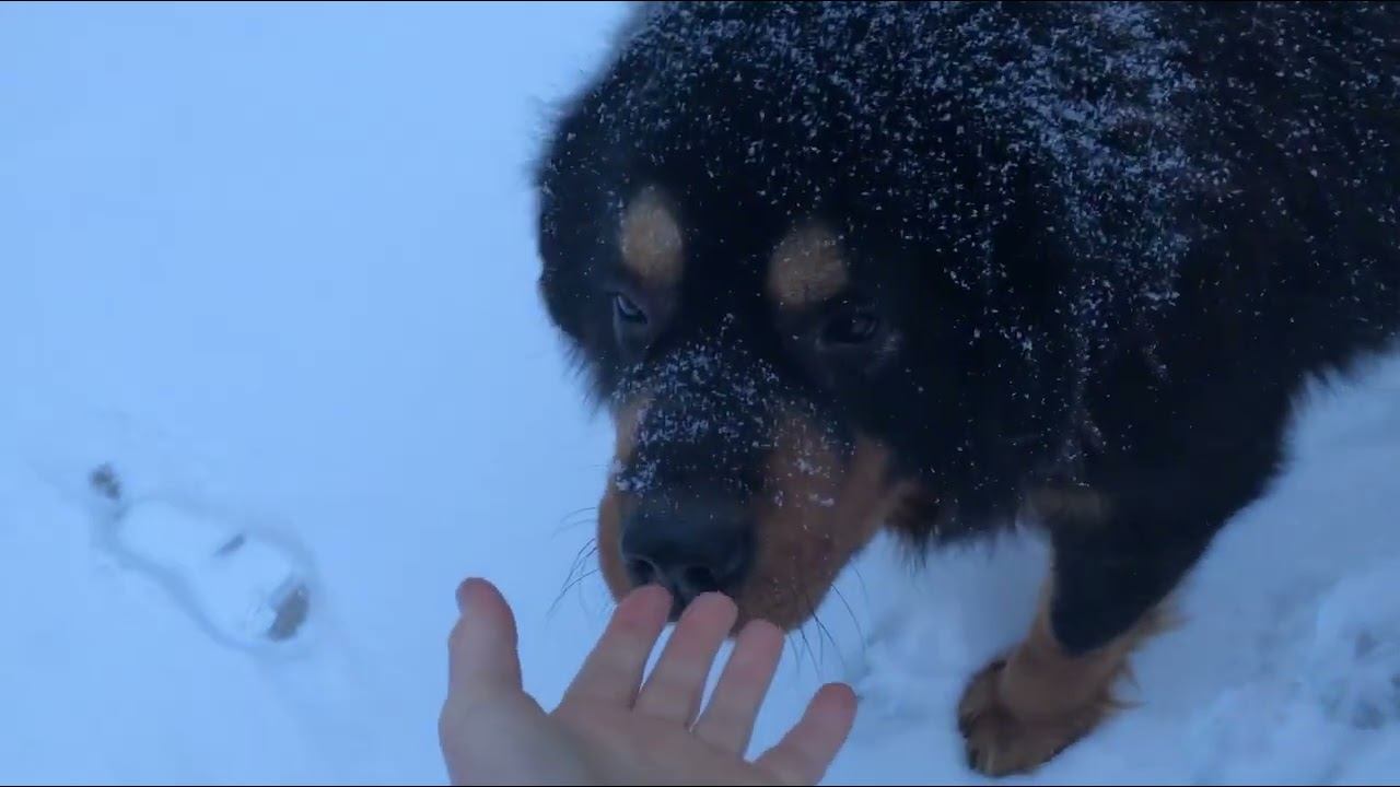 17 декабря 2024 г. Первый снег выпал сегодня!