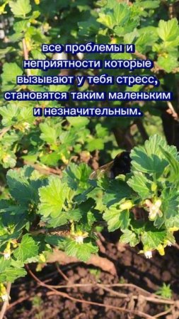 любовь к родителям