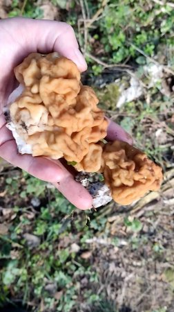 Весенние грибы строчки
