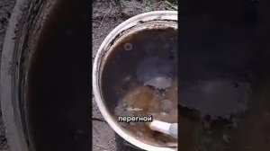 Подкормка томатов через две недели