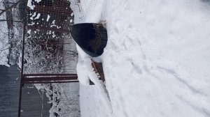 Привередливые гуси
