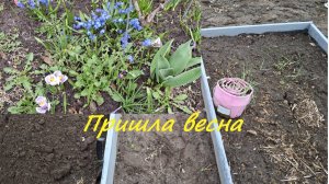Первые посадки растений. Как перезимовали клематисы в Западной Сибири?! Прикоп лилий и астильбы.