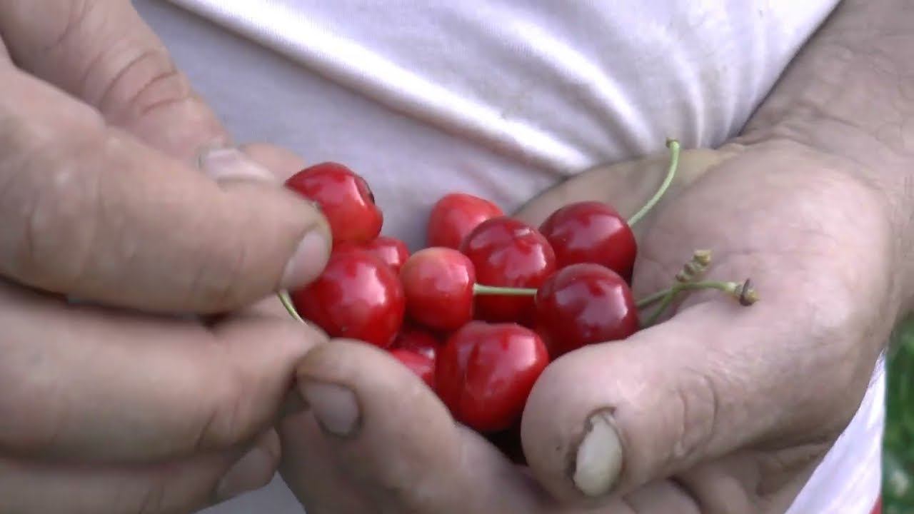 Урожай невиданный