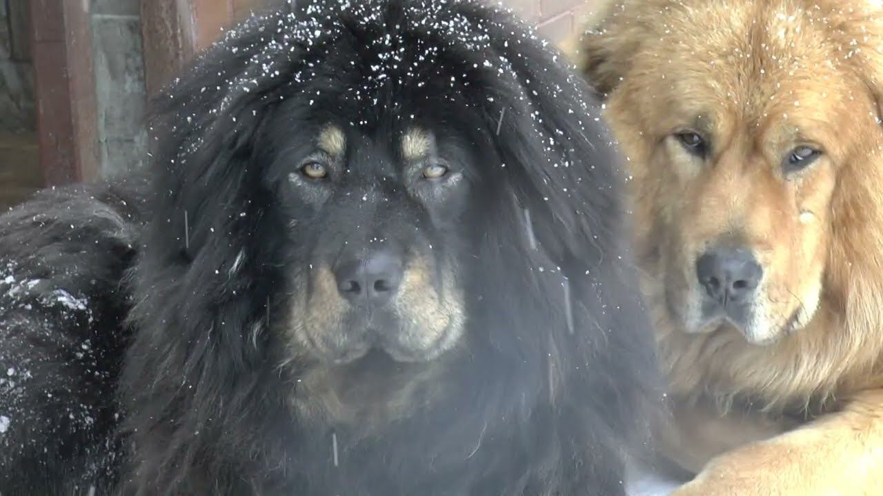 2022 2801 Тибетские мастифы "на стрёме", хозяева спокойны!