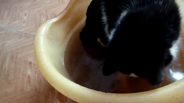 кошка купается
