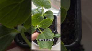 Подкормка для рассады огурцов: сода