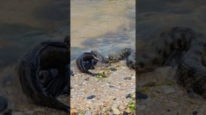 Ейск. Уж проглатывает бычка
