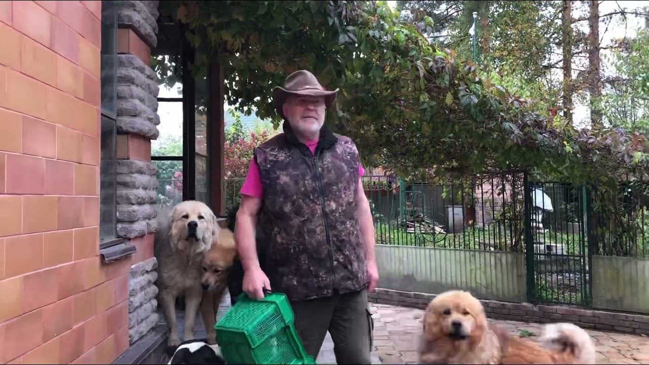 Опята у ворот фазенды! Подножный корм кстати!