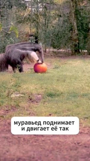Гигантский муравьед: У этого животного что-то напутано с количеством ноги и голов #shorts