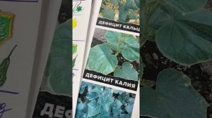 Что с огурцами и как их лечить?