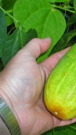 Подкормка соды для огурцов