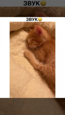 Смешные коты и кошки / Приколы с животними / коты