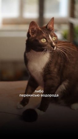 Секреты идеального маникюра для питомца 🐾💅🏻