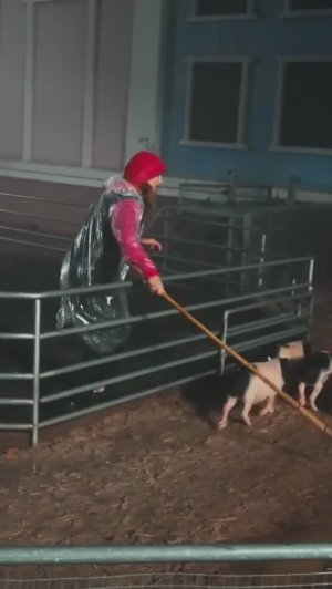 Свиные гонки