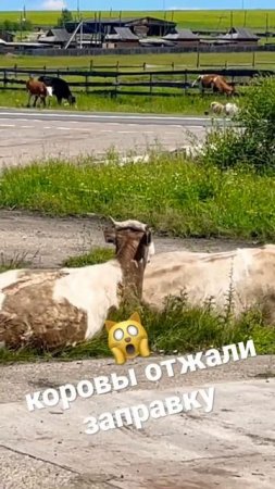 Коровы отжали заправку в Иркутской области 🐂