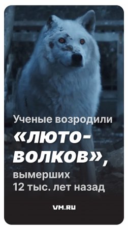 Возрождение «лютоволков» // Вечерняя Москва