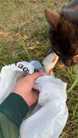 Угостил кота на рыбалке 🎣 #рыбалка #кот #прикол