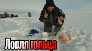 Ловля АРКТИЧЕСКОГО ГОЛЬЦА в тундре.