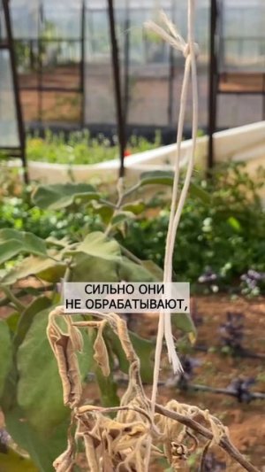ПАУТИННЫЙ КЛЕЩ В ТУРЦИИ👀