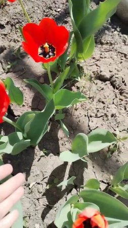 Тюльпаны 🌷