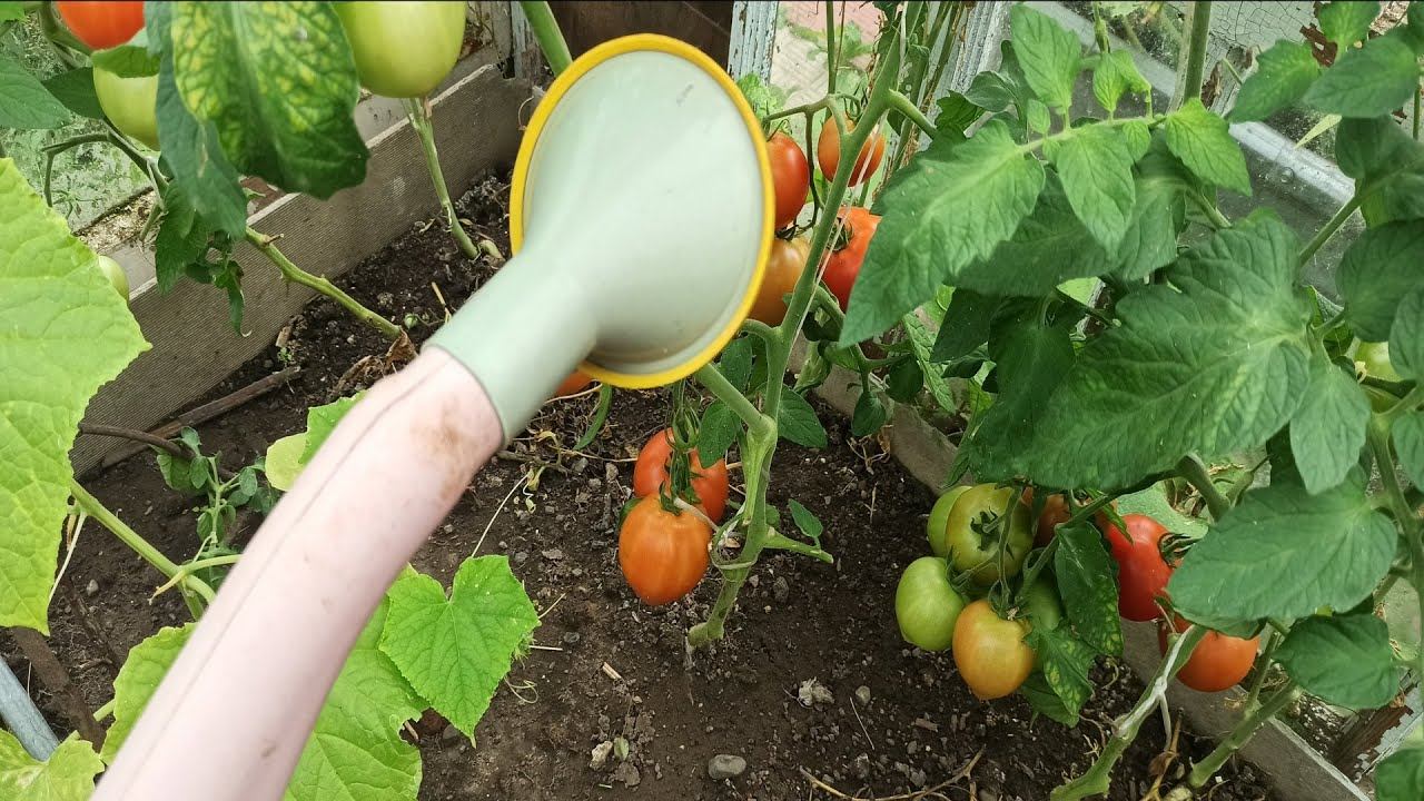 Правильный полив ПОМИДОРОЫ в теплице от фитофтороза в августе.