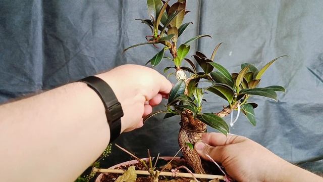 √7 фикус114