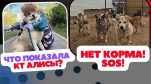 Все на дачи, а нам бы поесть... 🙏🏻 #спасение
