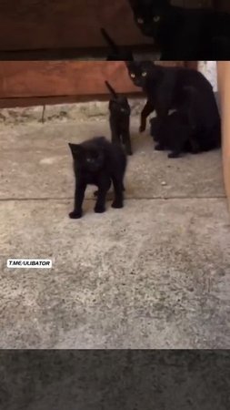 приколы с животными, лучшие до слез, смешные видео.