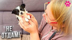 Он - МОЙ! Думаю, что не смогу его отдать! Невероятный щенок! И еще четыре его братика.