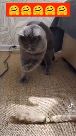 Веселые коты / Смешные котики / Коты приколы / Забавные животные / Смешные коты