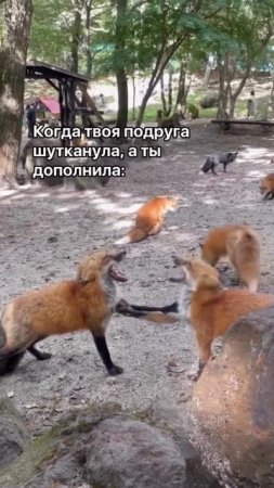две лисы ржут