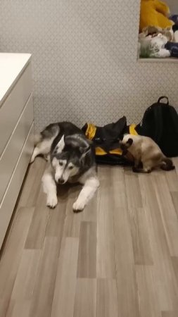 Нервологическое натяжение