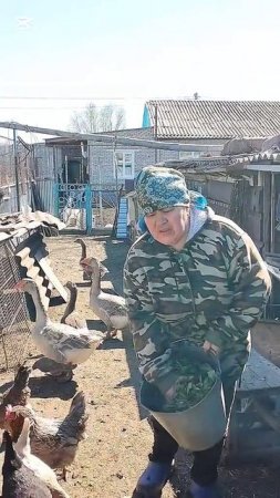 Как повысить яйценоскость
