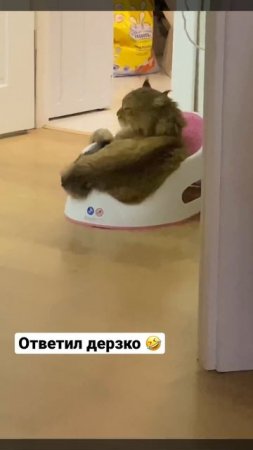 Ответил)#shorts #приколы2023#смешныевидео#видеосживотными #смешныекоты#прикол #мейнкуны#котыприколы