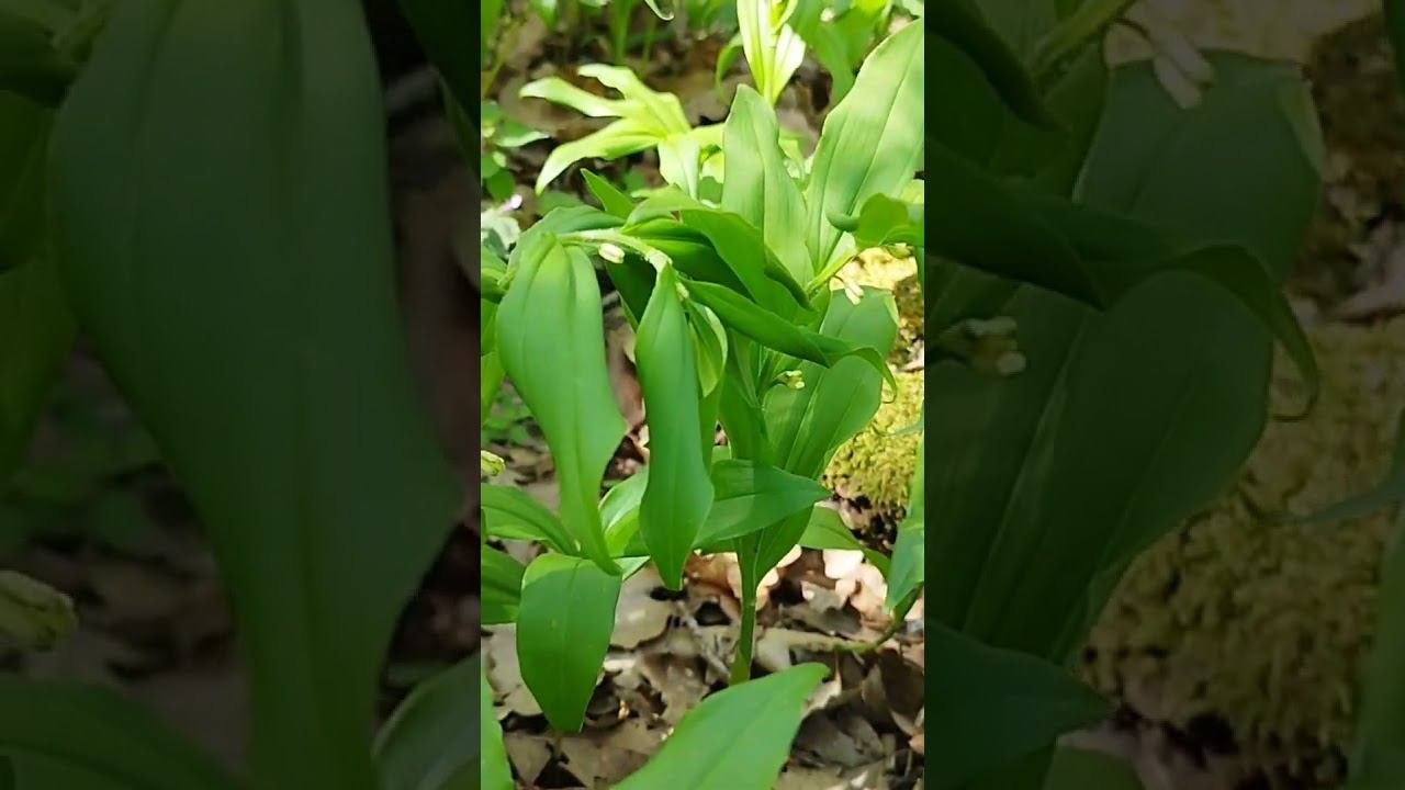 купена аптечная #болгария #nature #жизньвболгарии