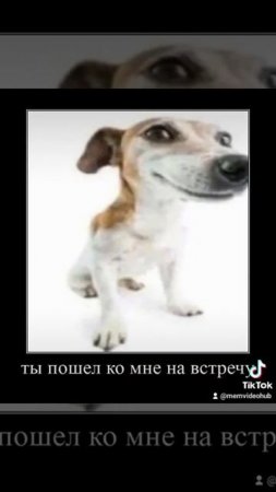 "собака и бутылка пива" ПО ПОТИВАМ ЮТУБ РОЛИКА #2
