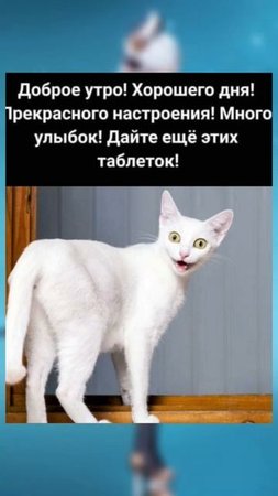 #поззи #актив #юмор #позитив #доброеутро #приколы