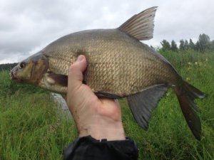 Ночной  подлещик!
Night bream!