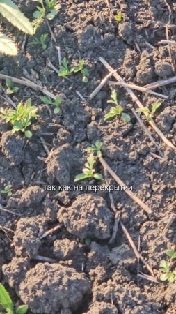 Как бороться с бодяком на подсолнечнике #сорняки #гербициды #агроном